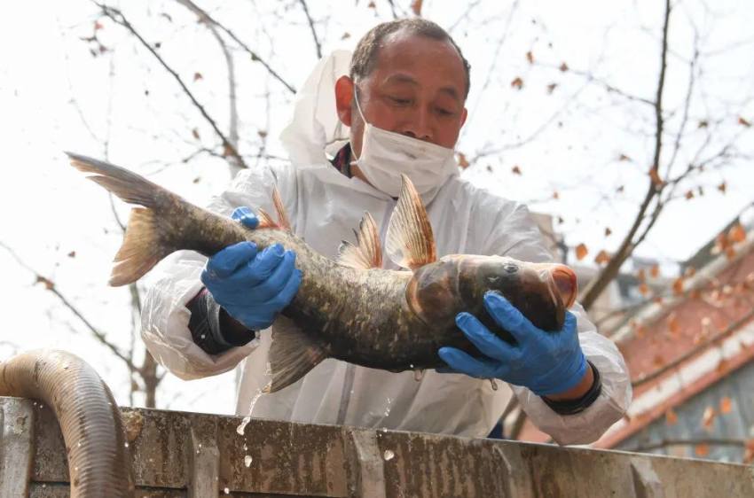 Fresh fish reach Wuhan households following President Xi's inspection tour