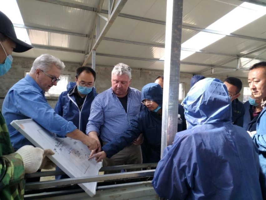 Australian expert fattens up sheep industry in Gansu