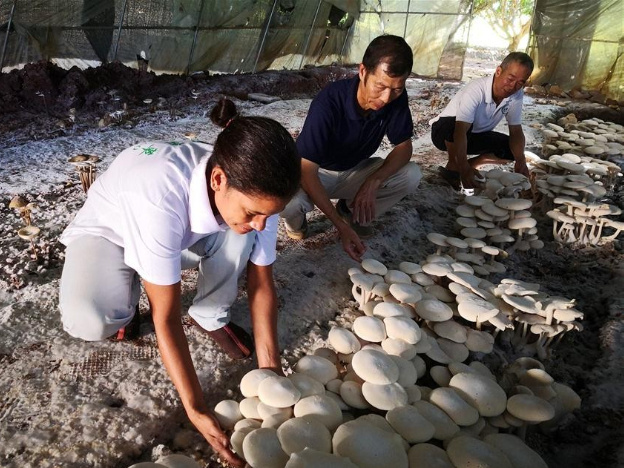 Juncao: a grass for poverty alleviation and prosperity