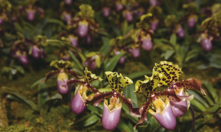 Green BRI sets bright future for all life on Earth