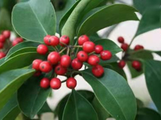 First-class protected wild plant ormosia microphylla discovered in Hunan