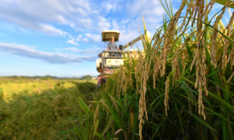 China's early season rice output increases in 2022, sending positive ...
