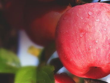 Infographics: Why are apples from Yan'an so popular?