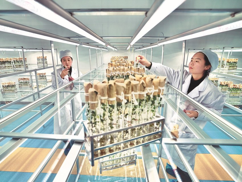 Scientists eye space potatoes' growing potential in the field