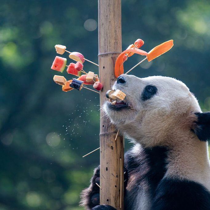 Giant pandas feast on skewers at Chongqing Zoo