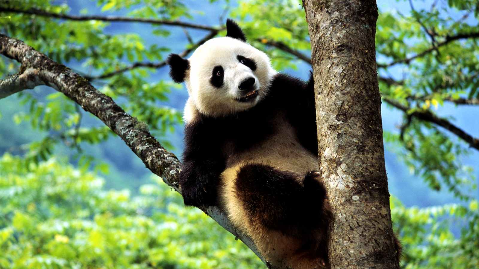 China to launch new round of joint int'l giant panda conservation ...