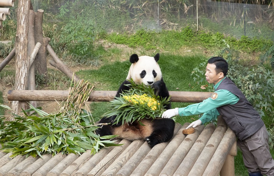 ROK-born giant panda Fu Bao returns to China