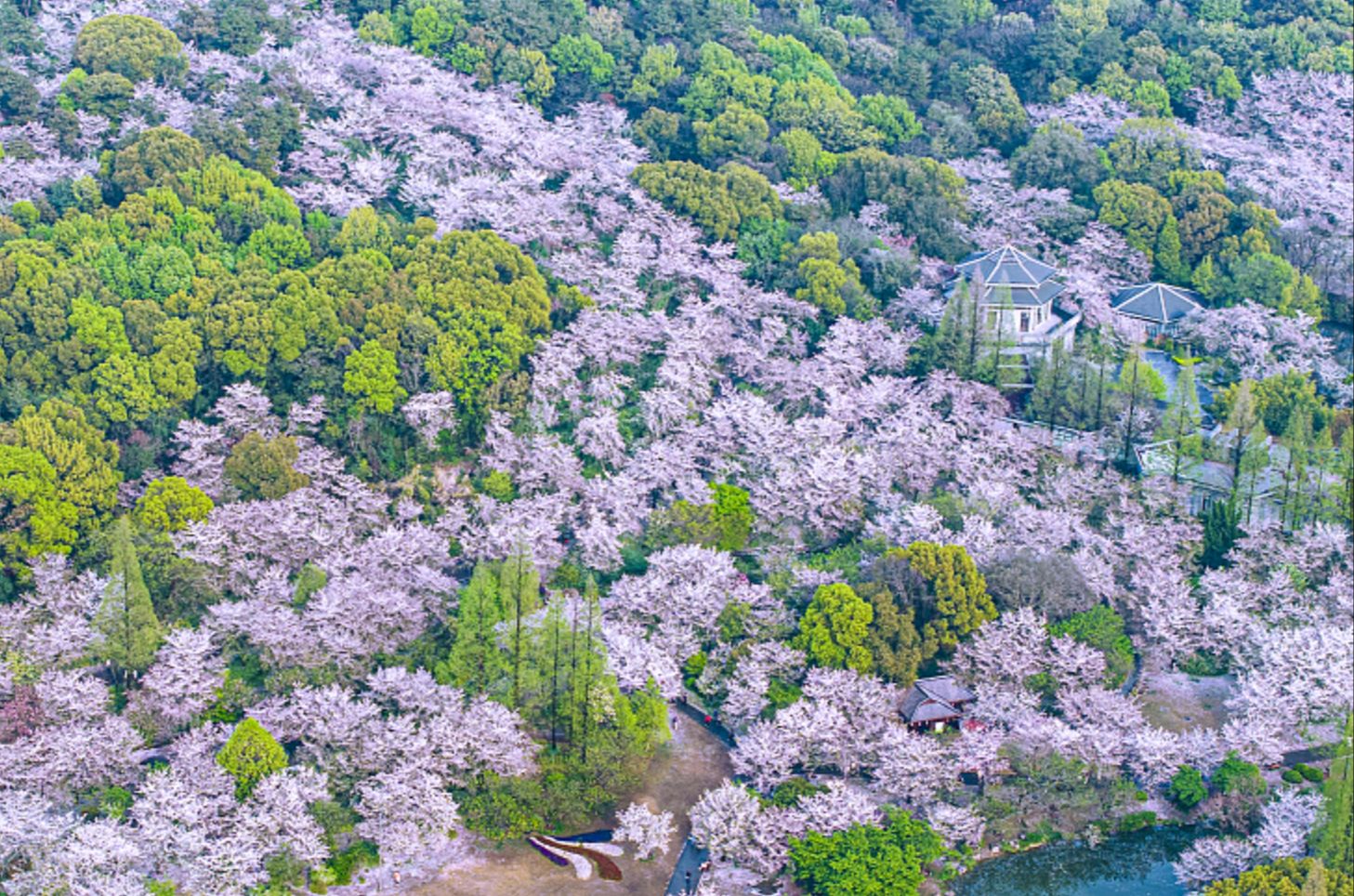 Flower season blooms in Wuxi