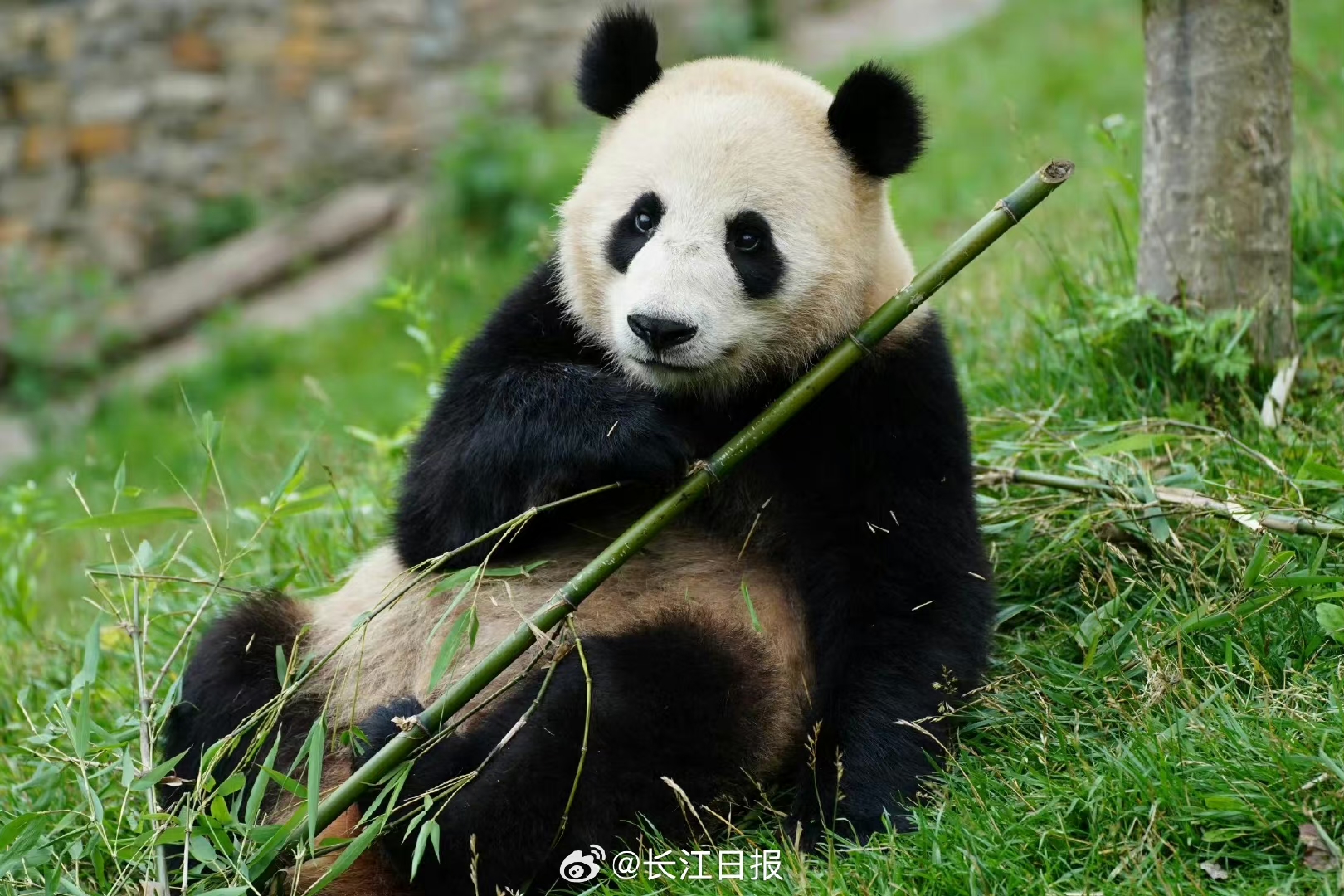 Zoo in central China's Wuhan welcomes two pandas