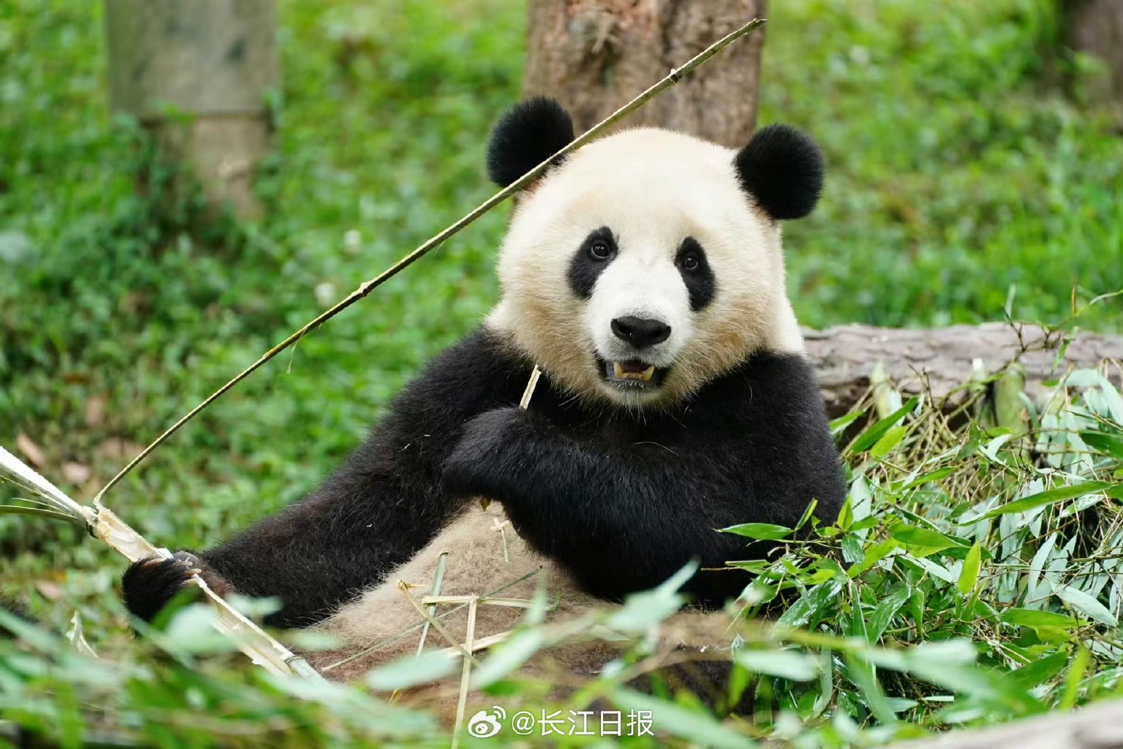 Zoo in central China's Wuhan welcomes two pandas