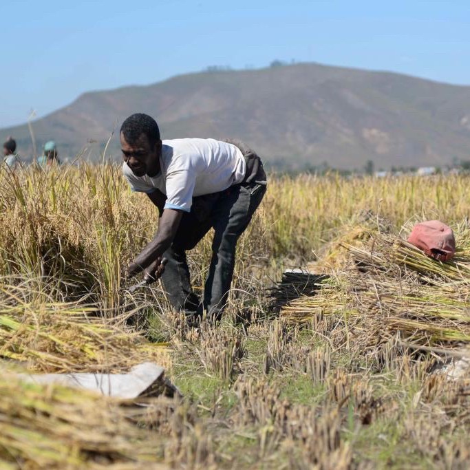 China Focus: Chinese hybrid rice helps Africa enhance food security