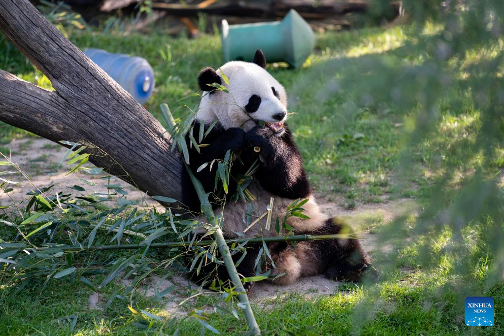 Giant pandas Mei Xiang, Tian Tian, Xiao Qi Ji depart Washington zoo for ...