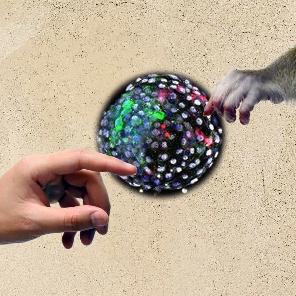 Chinese scientists report first live birth of chimeric monkey