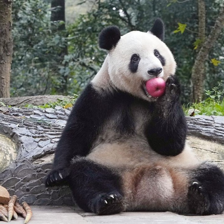 Homecoming Wave: World's panda lovers bid a giant farewell with tears ...