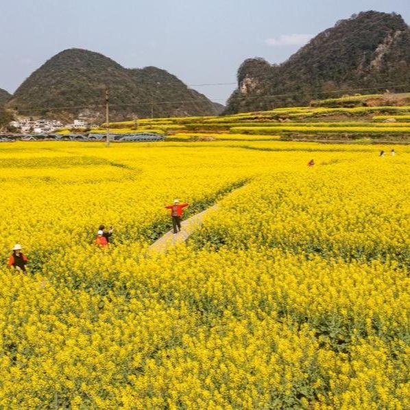 Scenery of cole flower fields in Liupanshui, China's Guizhou