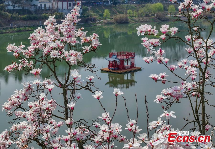 Magnolia flowers add beauty to Xin'an River