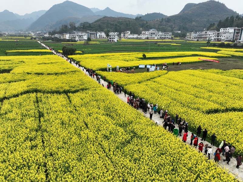 Flower tours boost rural revitalization in SW China's Guizhou