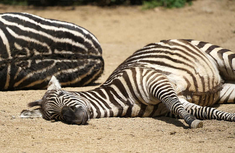 World Sleep Day highlights deep sleep and sweet dreams