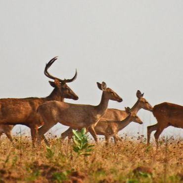 Efforts made to preserve endangered Myanmar golden deer
