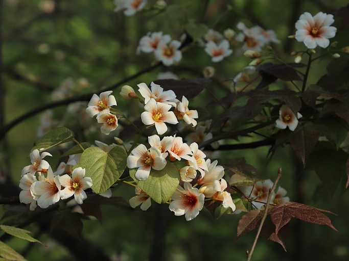 What are the three 'hou' of Qingming?