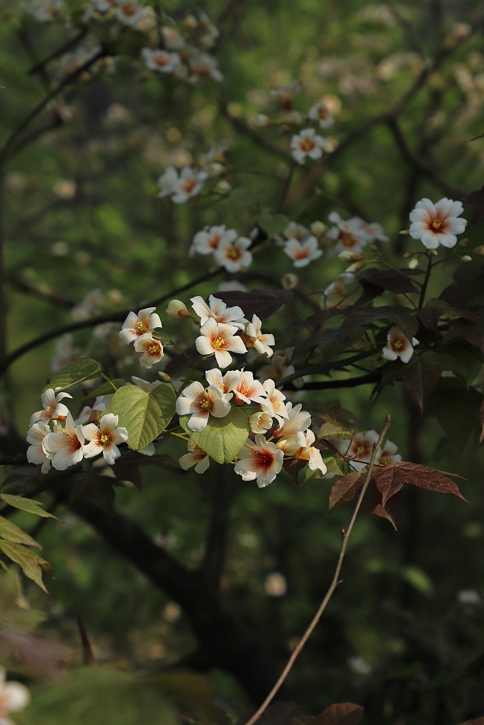 What are the three 'hou' of Qingming?
