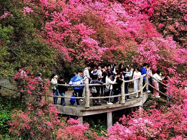 Popularity of spring outings, flower viewing highlights momentum of ...