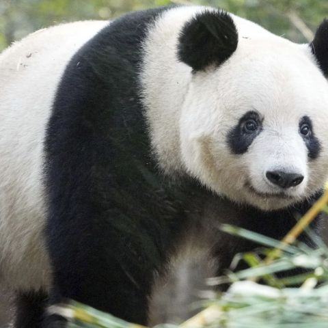Chinese breeders brief conditions of giant panda Xiang Xiang, an ...