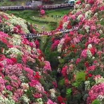 Azaleas reach peak bloom, Guizhou Province