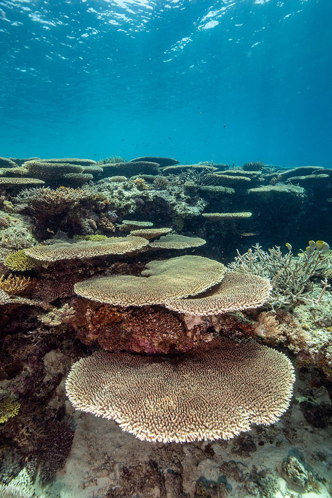 Coral reefs are experiencing mass bleaching in warming oceans globally