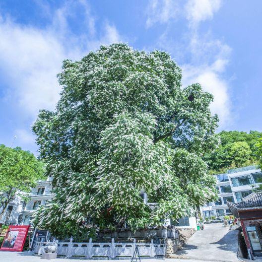 Centuries-old Bodhi tree in full blossom in Central China's Henan