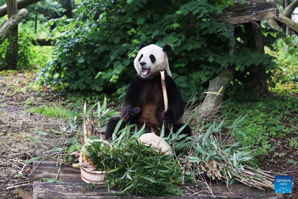 Belgian Pairi Daiza Zoo celebrates 8th birthday of giant panda Tian Bao