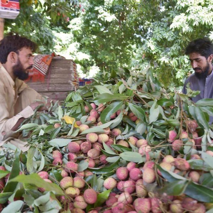 People arrange newly-picked lychees at orchard in Pakistan