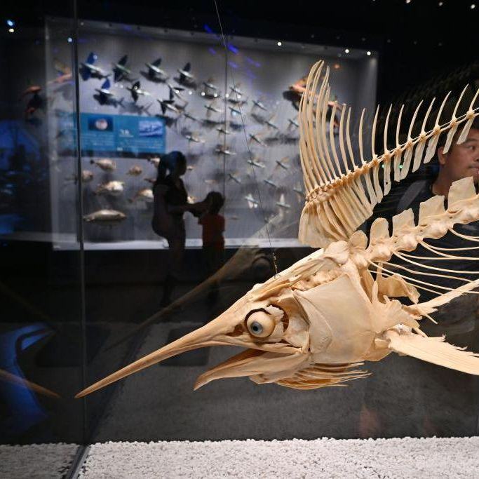 People visit National Maritime Museum of China in Tianjin