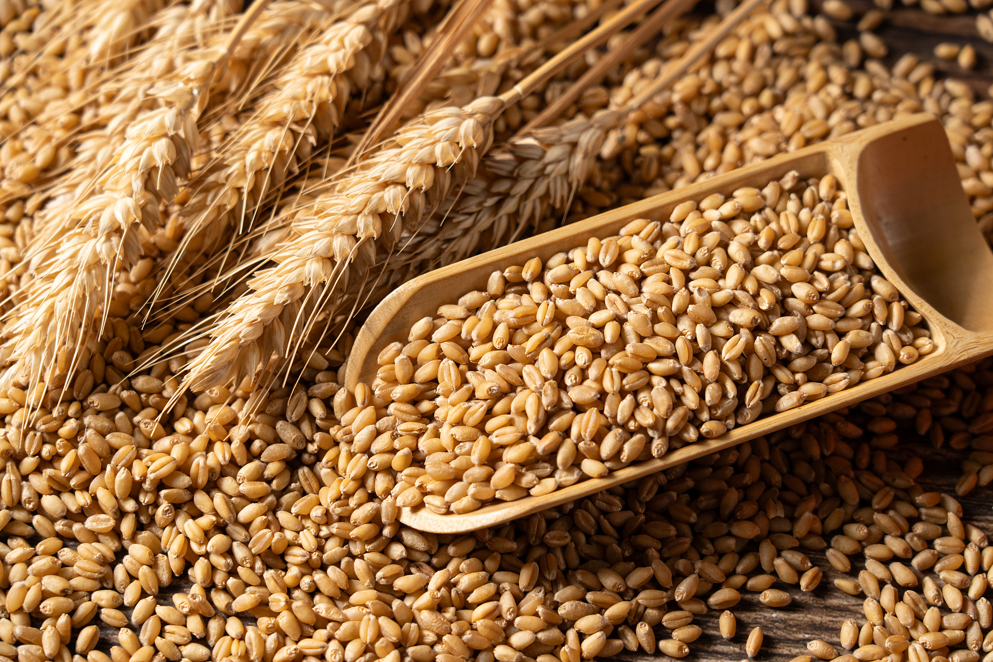 Chinese researchers find new gene enhancing wheat yields in saline soils