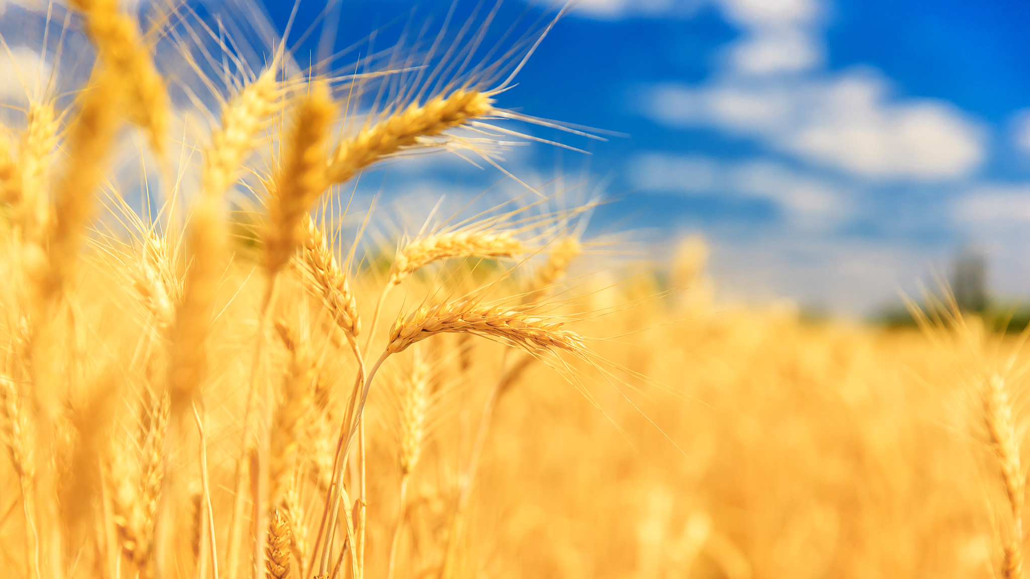 Chinese researchers find new gene enhancing wheat yields in saline soils
