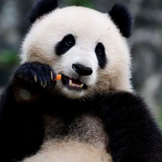 China, US to safeguard health and safety of giant pandas traveling to ...