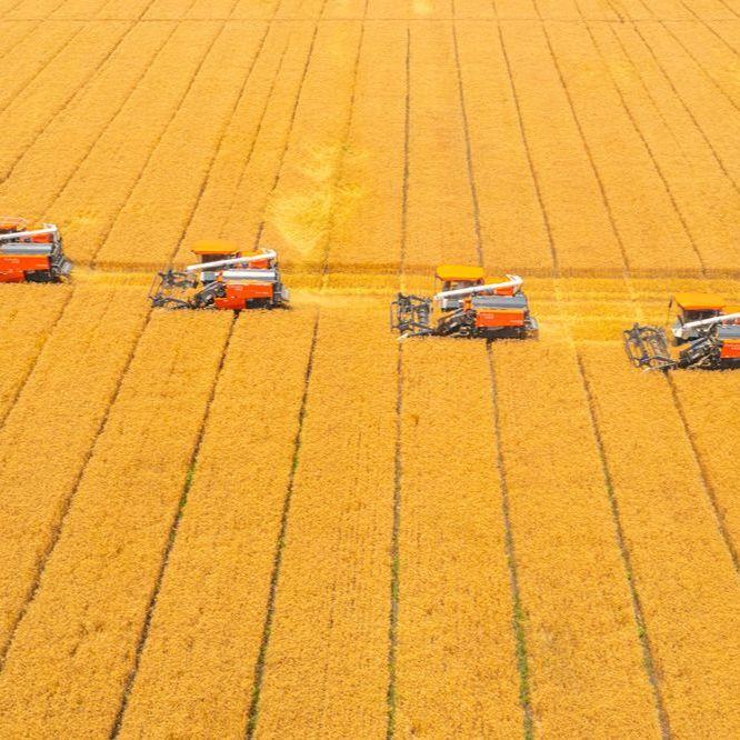 China's 2024 grain output hits record high