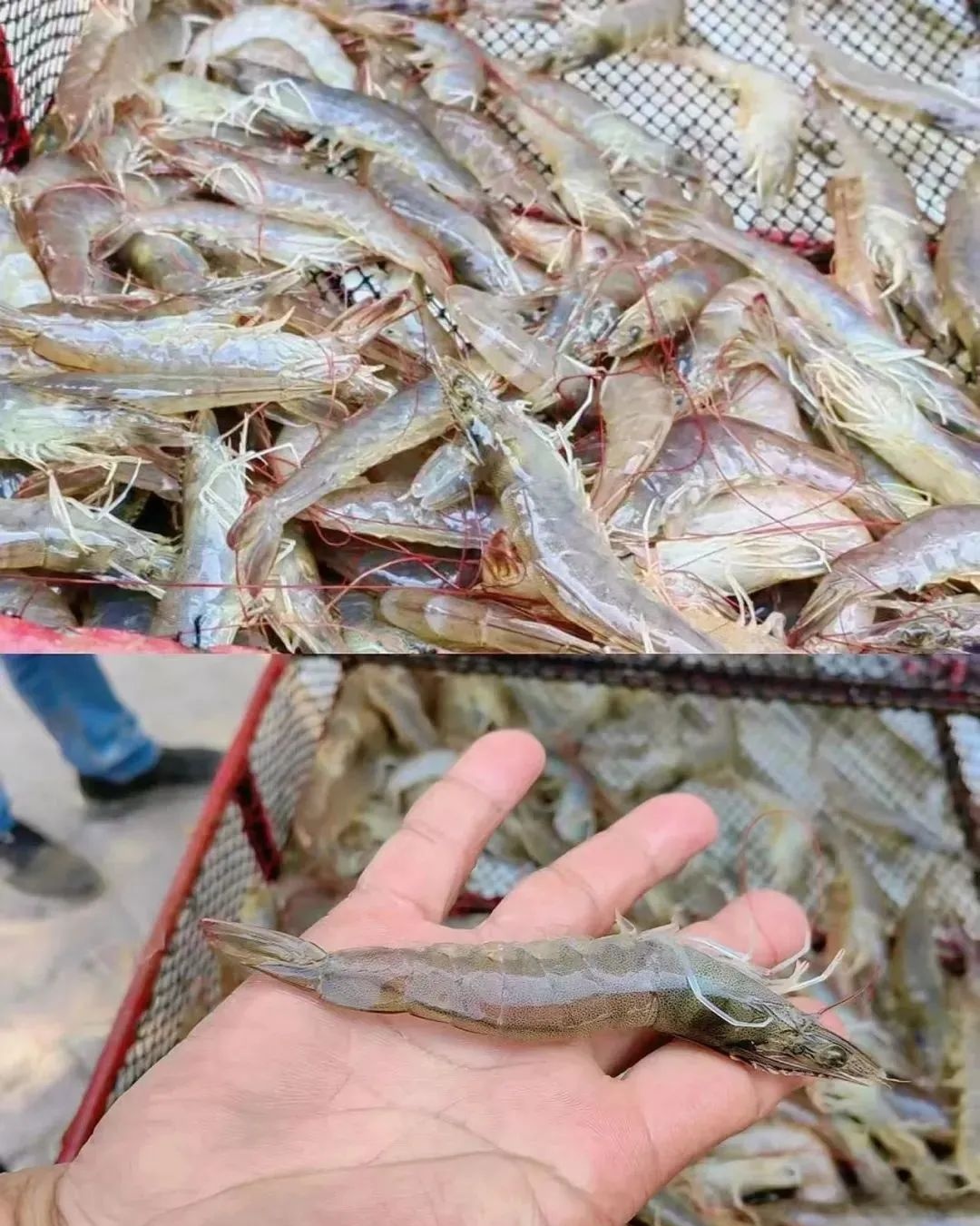 NW China's Xinjiang offers fresh seafood from the heart of desert