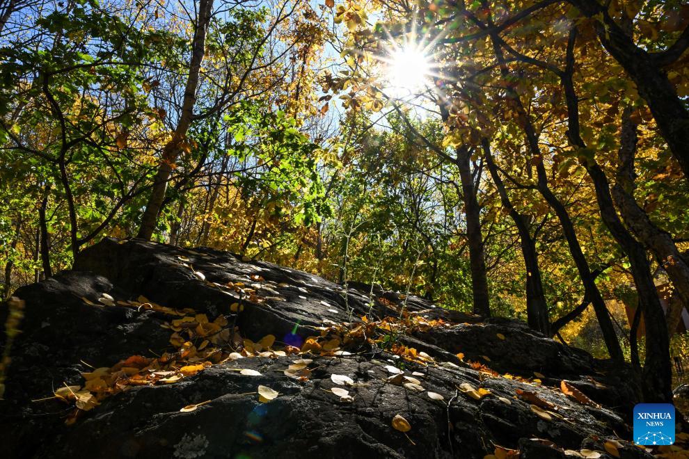 Autumn scenery in Horqin Right Wing Front Banner, N China's Inner Mongolia