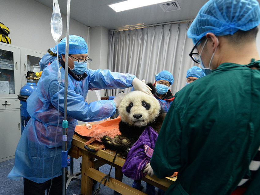 Panda sisters in good health, released to the wild