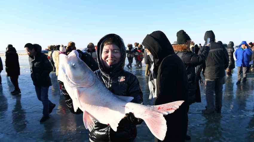 Amazing ‘fish wall’ at northeast China's Chagan Lake