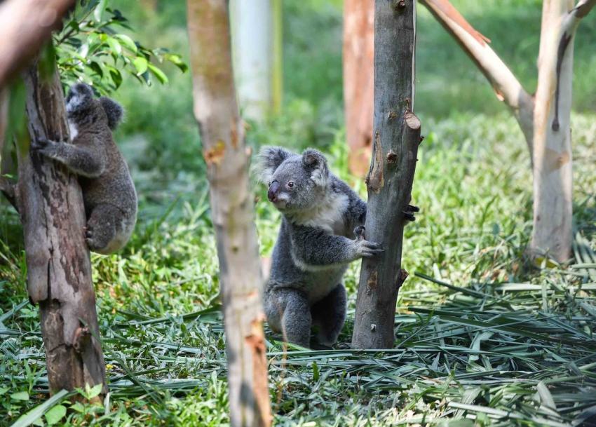 Number of koalas increases in park in Guangzhou, China's Guangdong